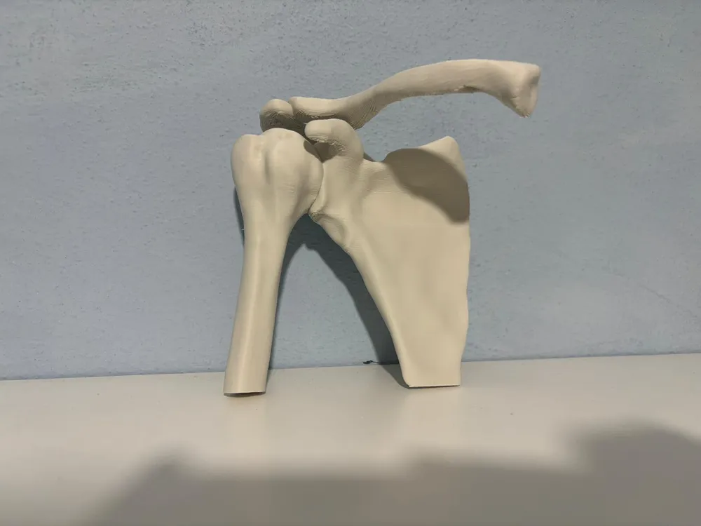 Shoulder anatomy (from CT SCAN) - Free 3D Print Model - MakerWorld