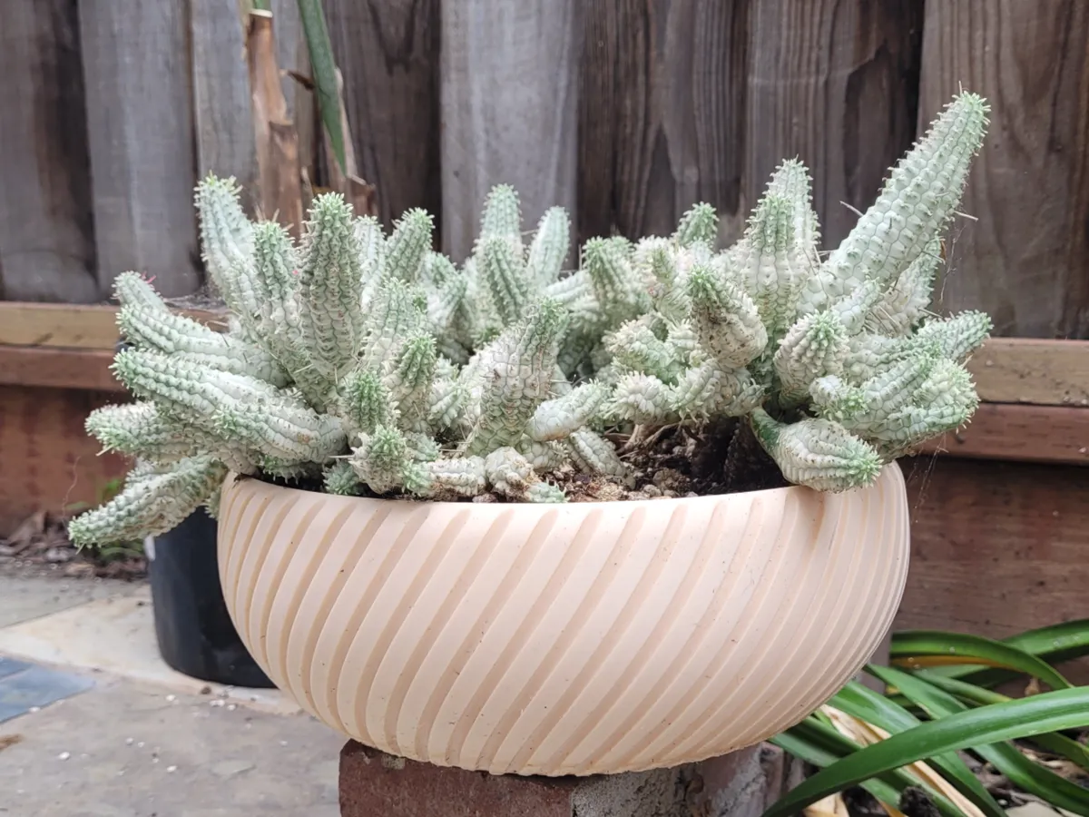 Cactus Pot - Free 3D Print Model - MakerWorld