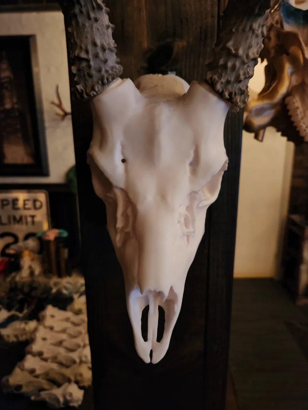 "Fallow" Deer Skull Wall Mount Bracket by dtm247 - MakerWorld