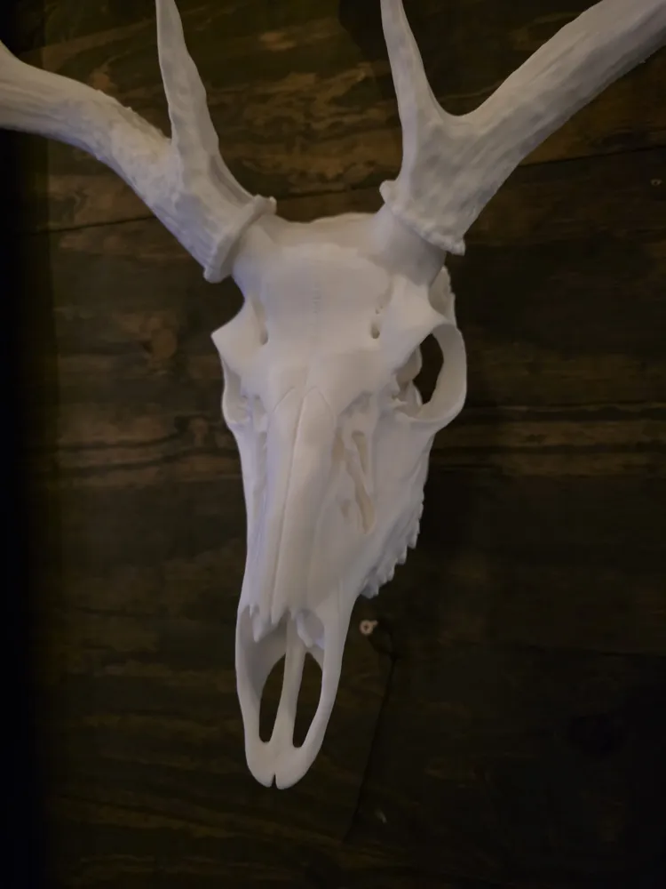 Whitetail Deer Skull Bullet Antler Mount - Small - Free 3D Print Model ...