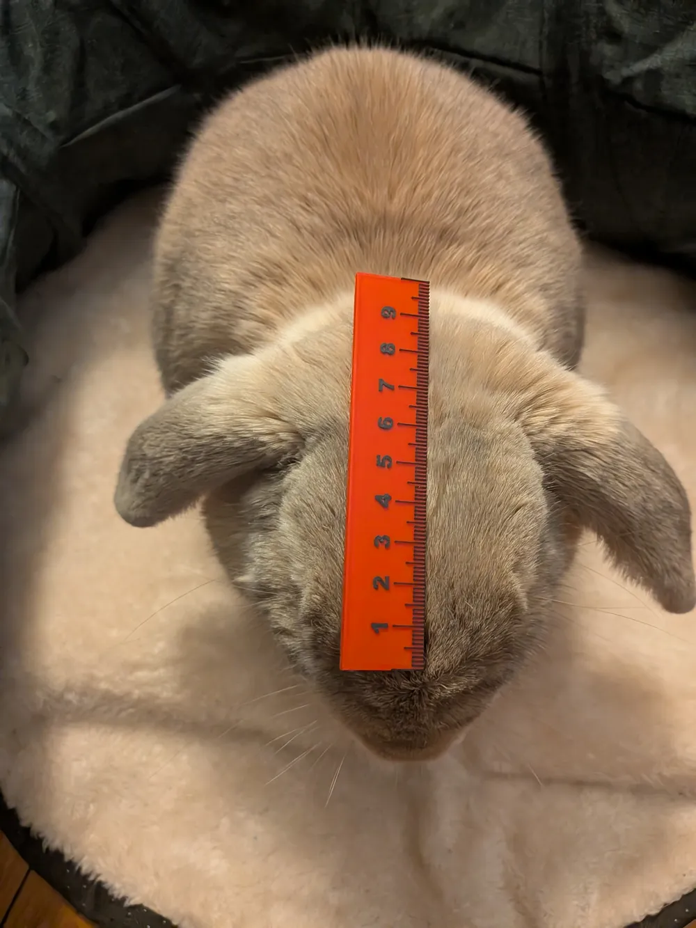 10cm Ruler by Once in a Six Side MakerWorld: Download Free 3D Models