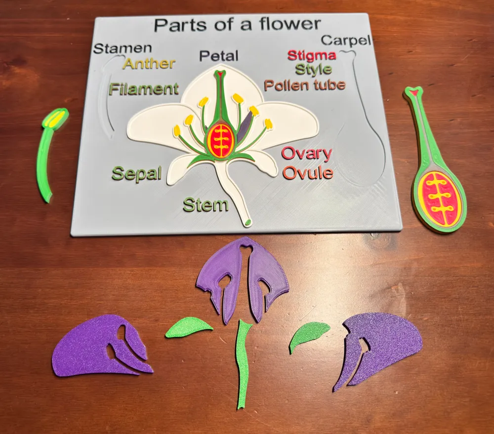 Flower diagram board for botany by GhengisAhn MakerWorld: Download Free ...