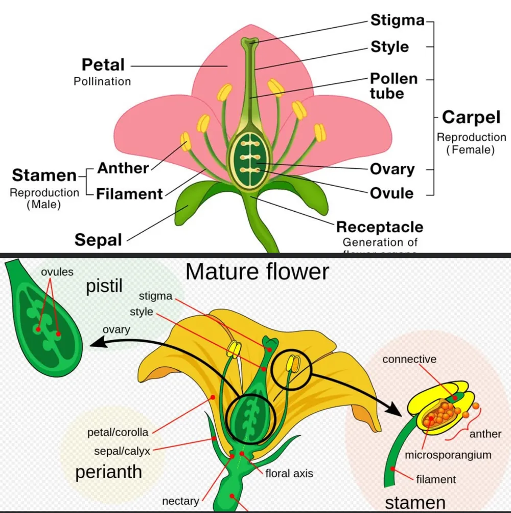 Tabla de diagrama de flores para botánica por GhengisAhn MakerWorld ...