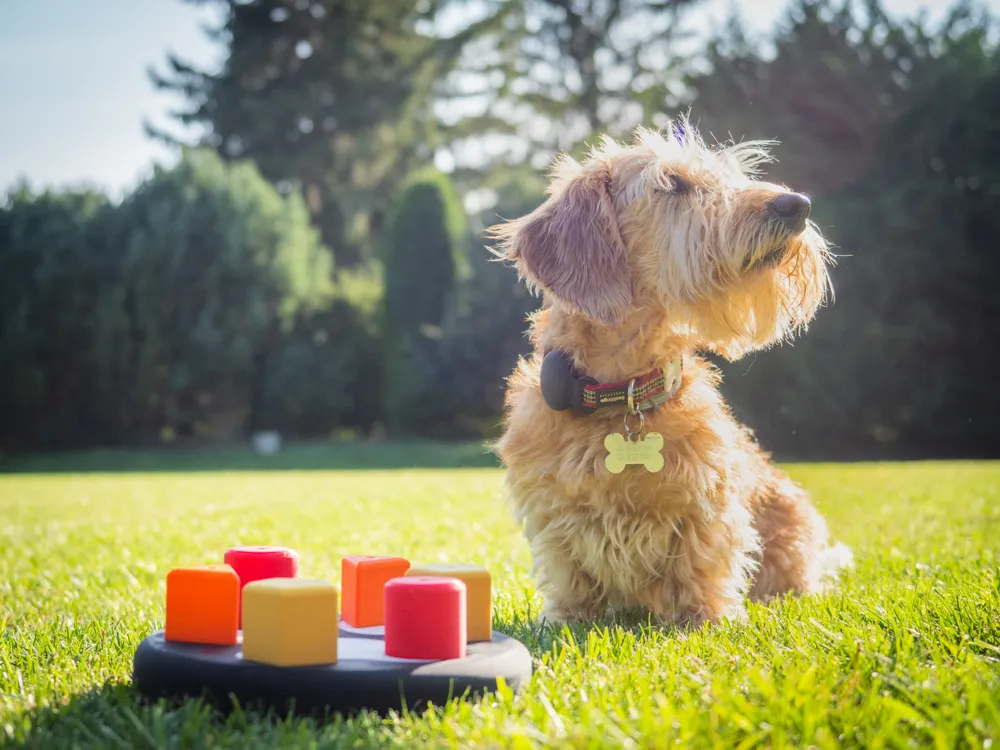 INTELLIGENCE DOG TOY by AFO3D - MakerWorld