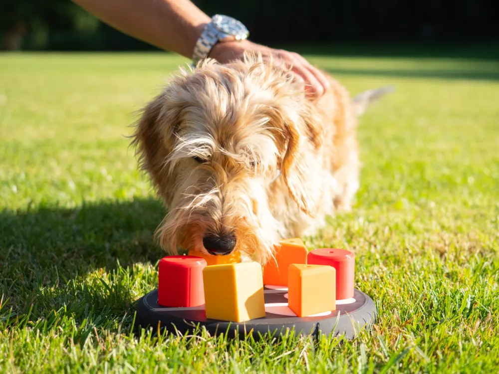 INTELLIGENCE DOG TOY by AFO3D - MakerWorld