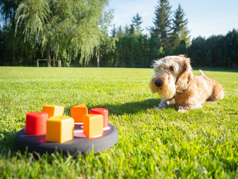 INTELLIGENCE DOG TOY by AFO3D - MakerWorld