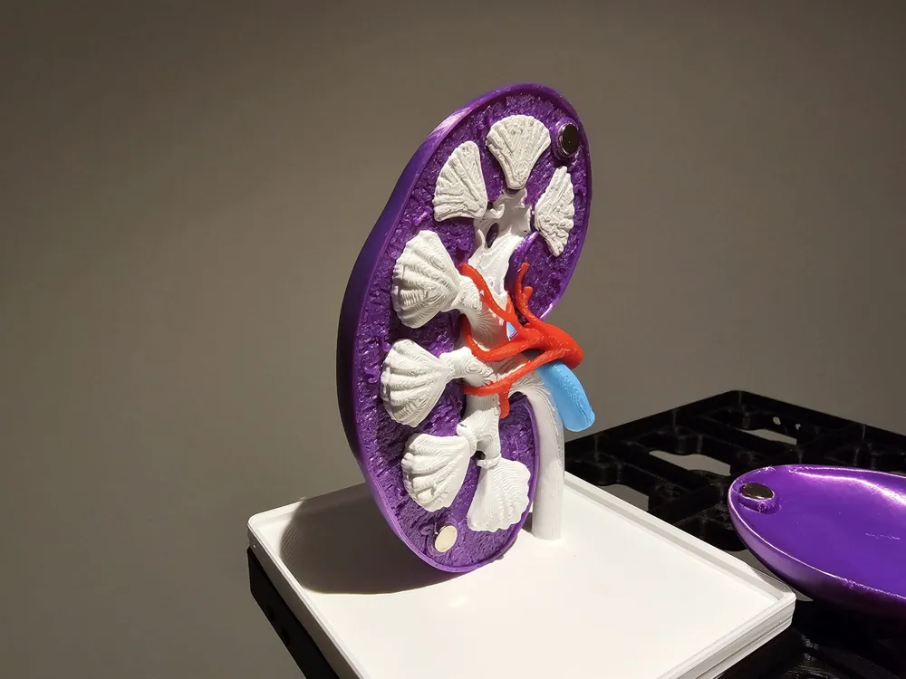 Gridfinity Anatomical Kidney Model (4-Color) - Free 3D Print Model ...