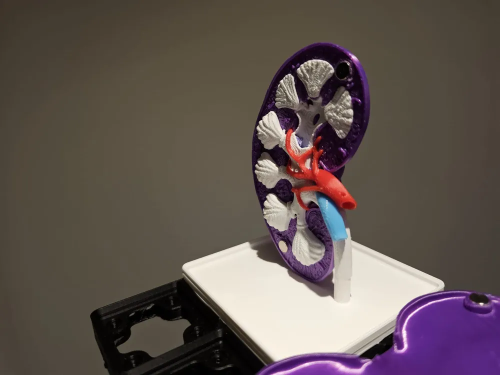 Gridfinity Anatomical Kidney Model (4-Color) - Free 3D Print Model ...