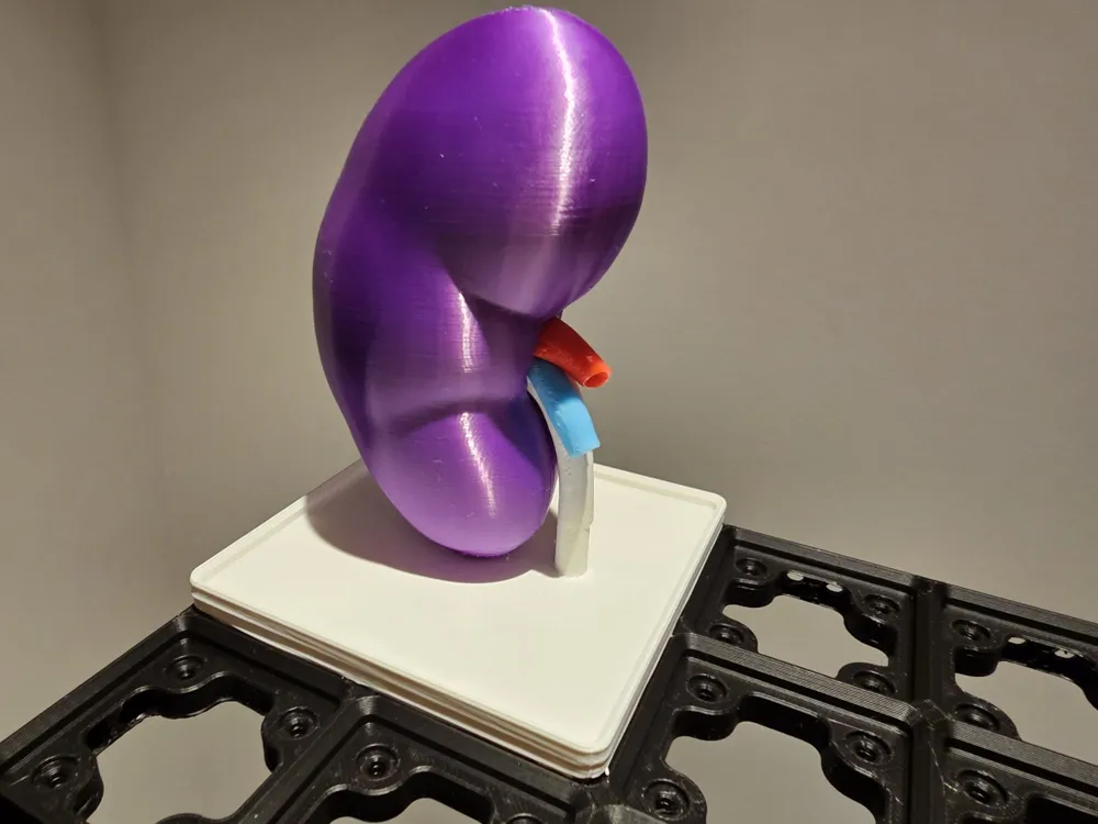 Gridfinity Anatomical Kidney Model (4-Color) - Free 3D Print Model ...