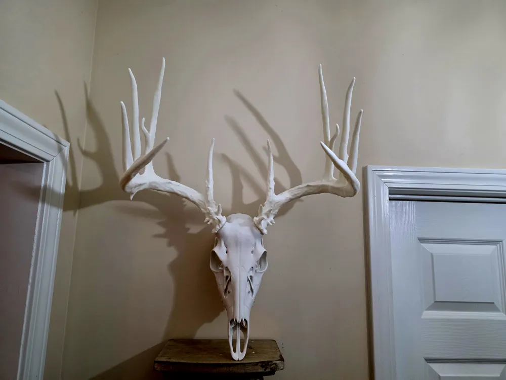 Deer Antlers Set - Shed Buck - Free 3D Print Model - MakerWorld