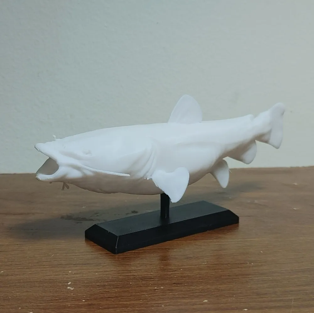 Flathead Catfish Mount by Fish Prints - MakerWorld