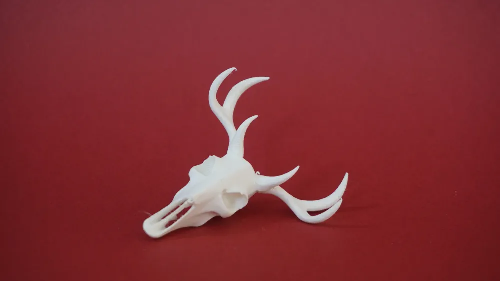 Skull deer (different sizes - hunting trophy) by WunderWerk - MakerWorld