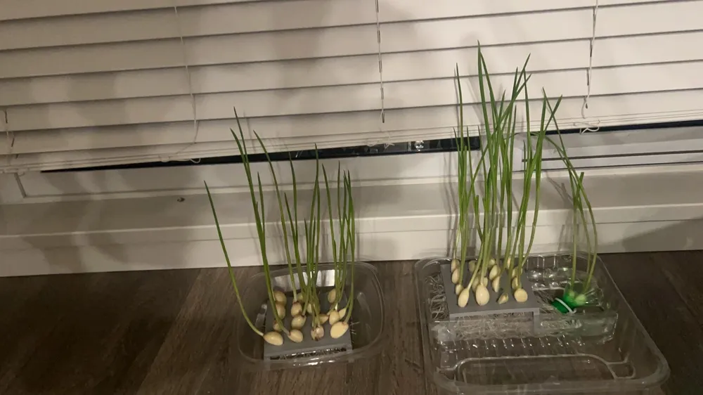Water-Based Planter for Growing Garlic Sprouts by Tong - MakerWorld