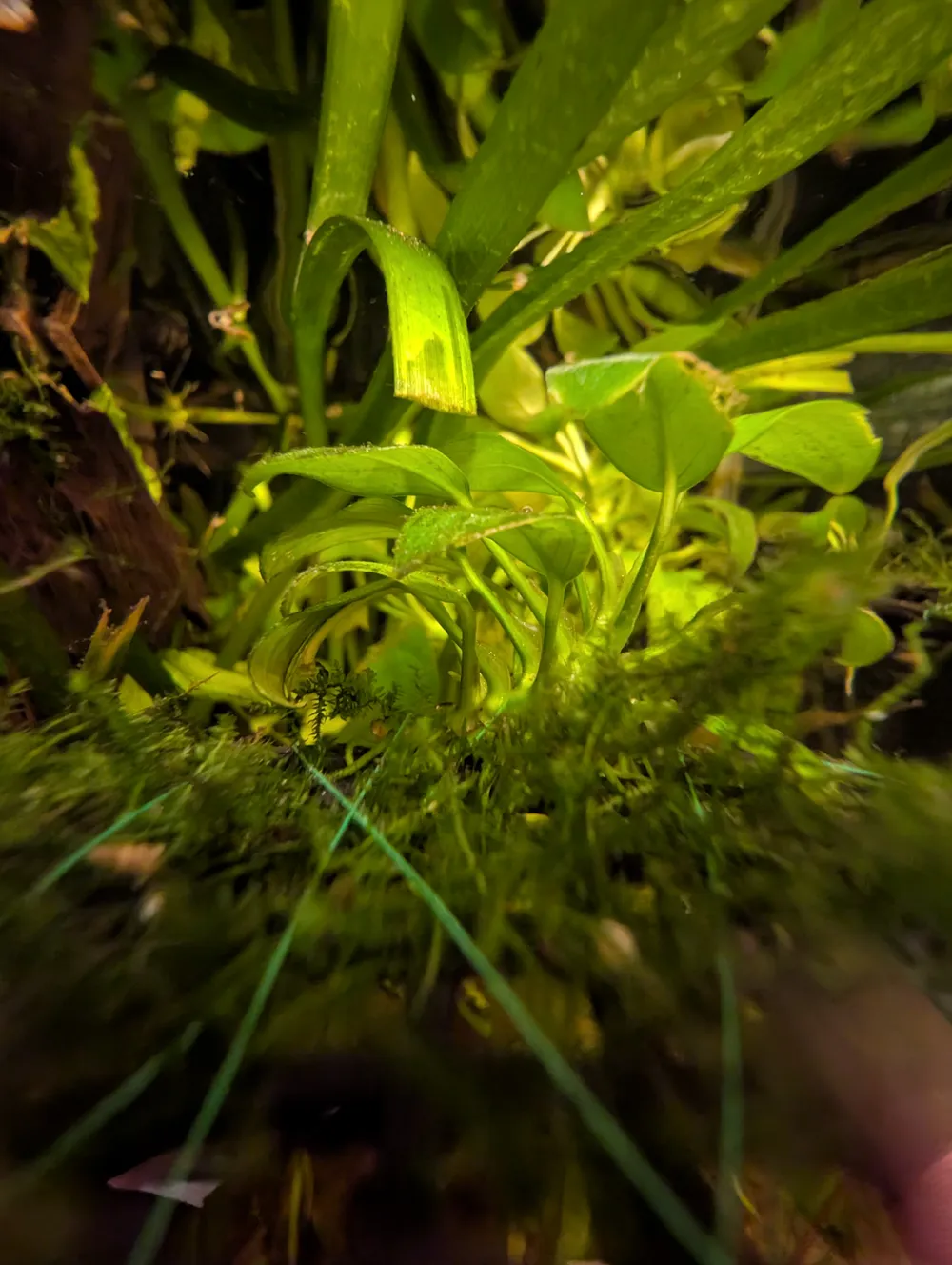 Moss Table / Betta Bed - Free 3D Print Model - MakerWorld