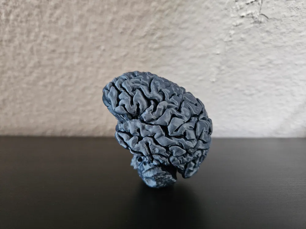 Personal Brain Anatomy - Print my Brain by andwoh MakerWorld: Download ...