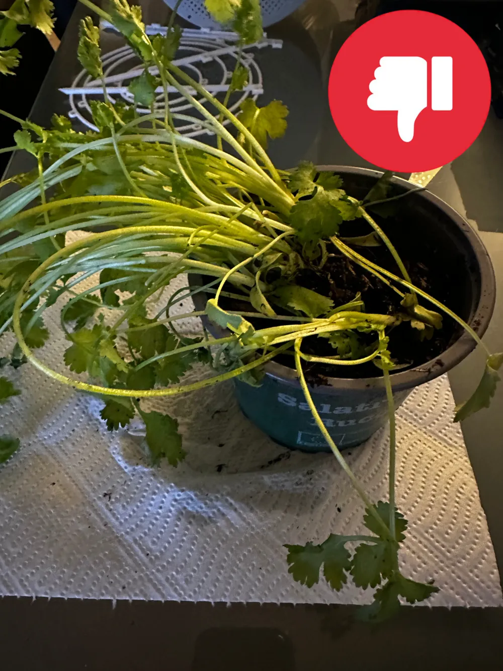 Plant Guardian - Support for tired plants by MrHeli - MakerWorld