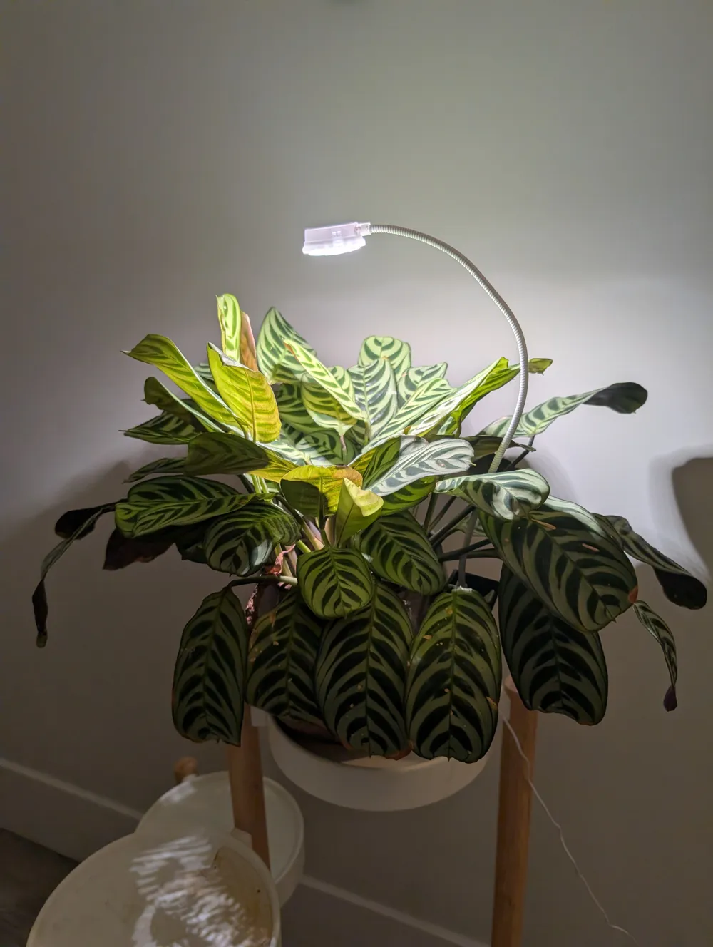 SANSI clip grow light stand - Free 3D Print Model - MakerWorld