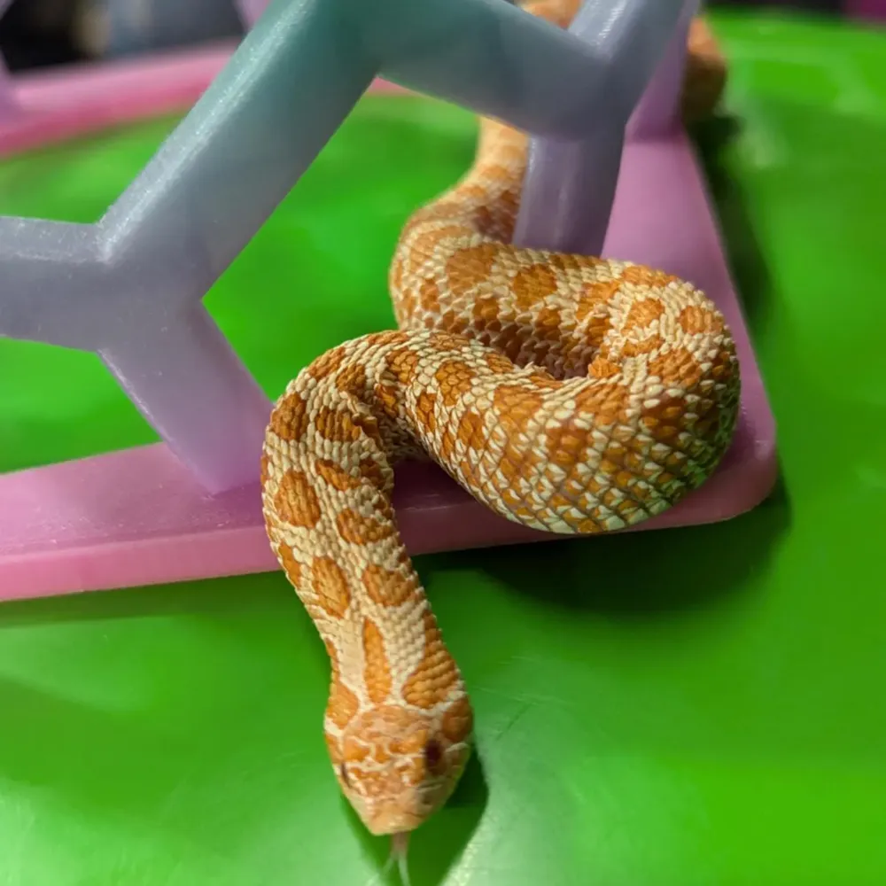 Snake Playground Snake Climbing Enrichment by SerendipitousBizz ...