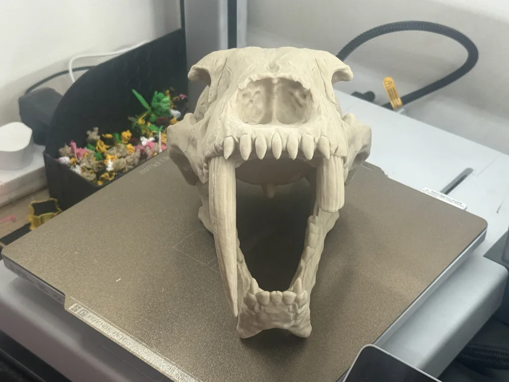 Sabertooth Tiger Skull (Smilodon) – Realistic by The Hairy Geek ...