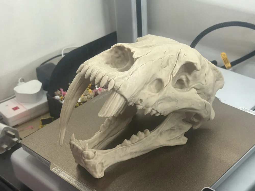 Sabertooth Tiger Skull (Smilodon) – Realistic by The Hairy Geek ...