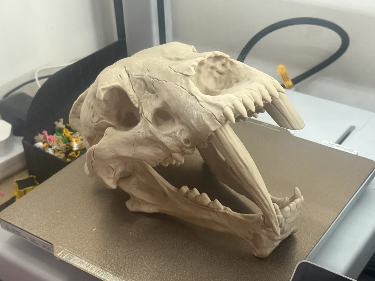 Sabertooth Tiger Skull (Smilodon) – Realistic by The Hairy Geek ...