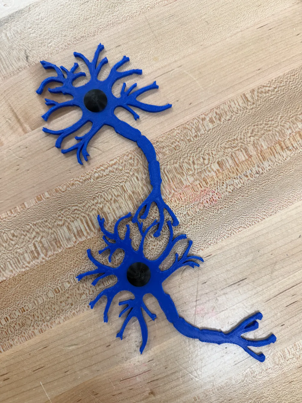 Motor Neuron Model by Joshua.loebenberg2 - MakerWorld