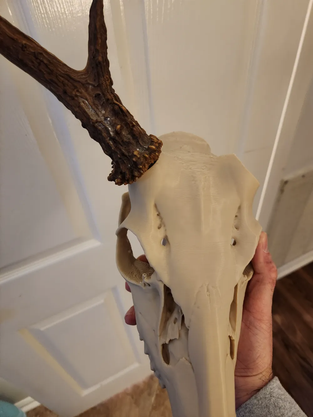 Deer Skull Antler Mount - New Snap/Lock antlers by dtm247 - MakerWorld