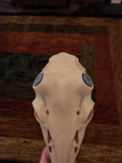 Deer Skull Antler Mount - New Snap/Lock antlers by DTM247 MakerWorld ...