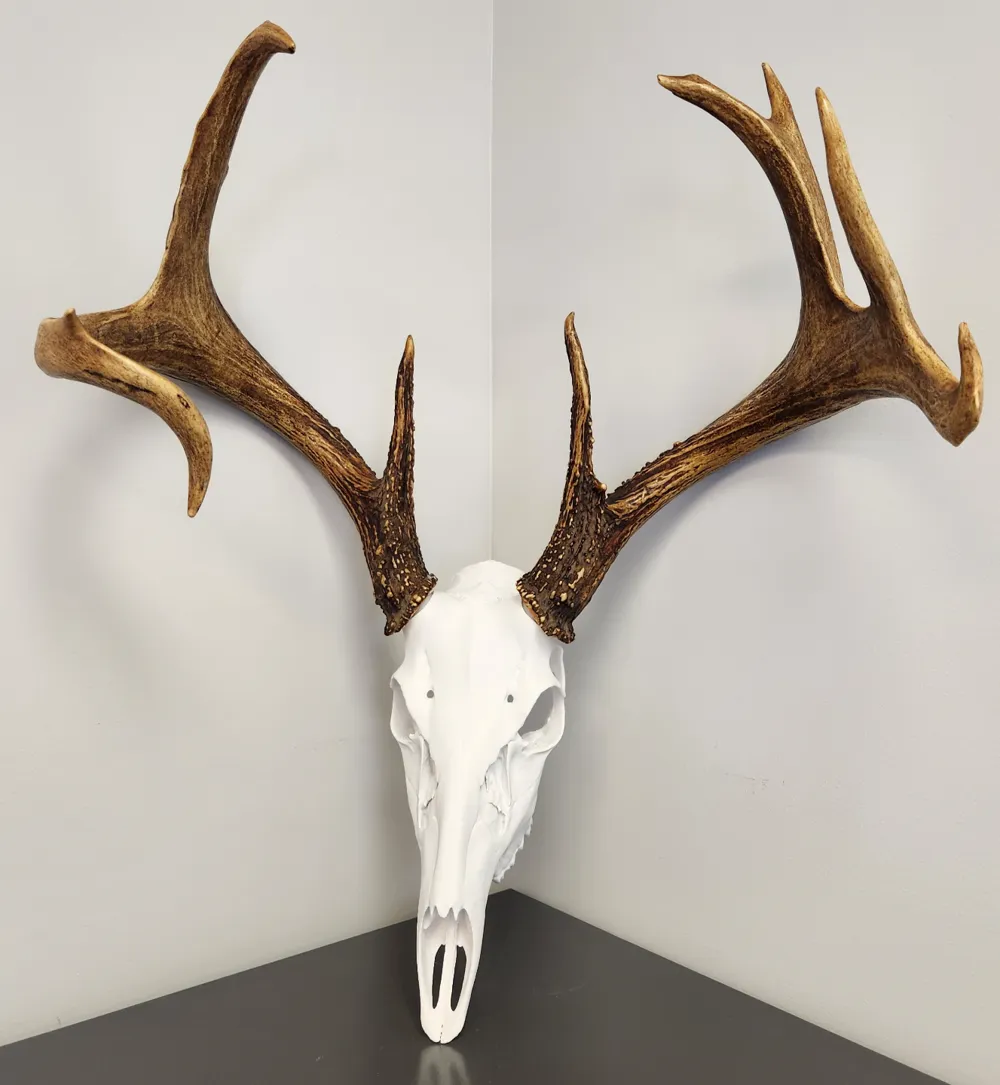 Deer Skull Antler Mount - New Snap/Lock antlers - Free 3D Print Model ...