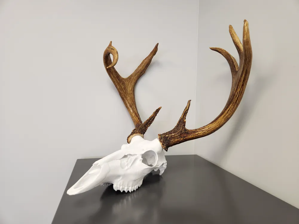 Deer Skull Antler Mount - New Snap/Lock antlers by dtm247 - MakerWorld