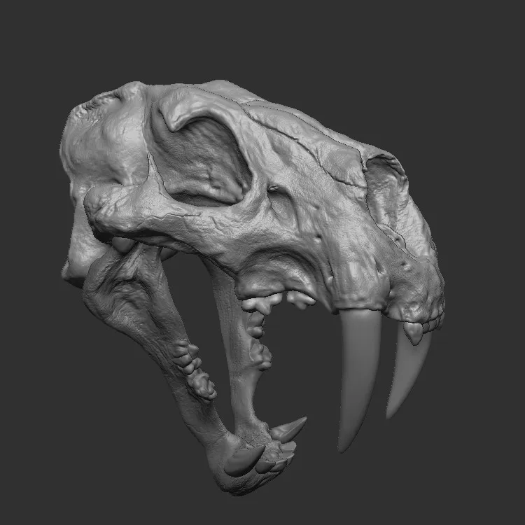 Sabertooth Skull - Not a AI Model by FoGo MakerWorld: Download Free 3D ...