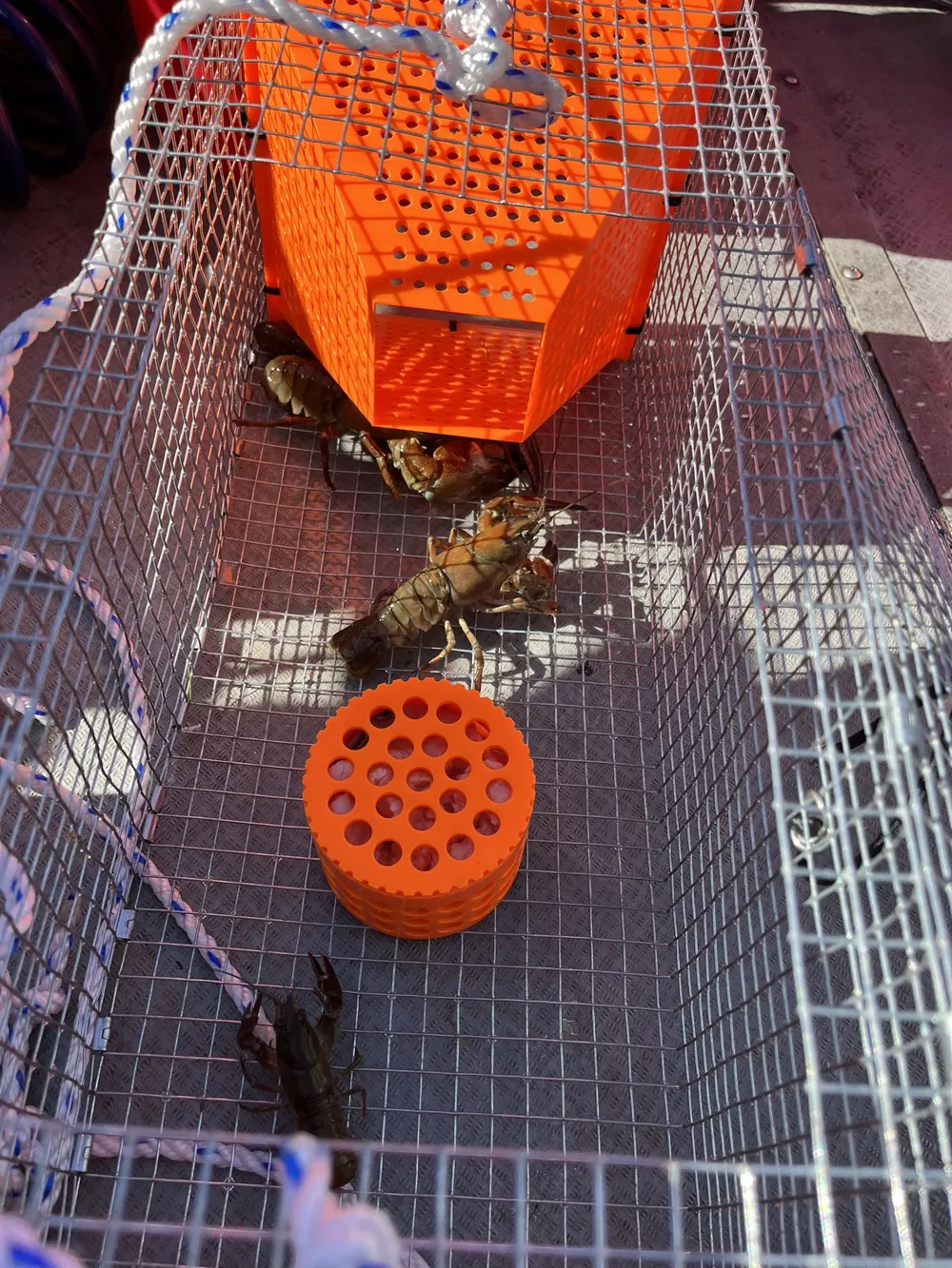 Crawdad Trap and bait box - Free 3D Print Model - MakerWorld