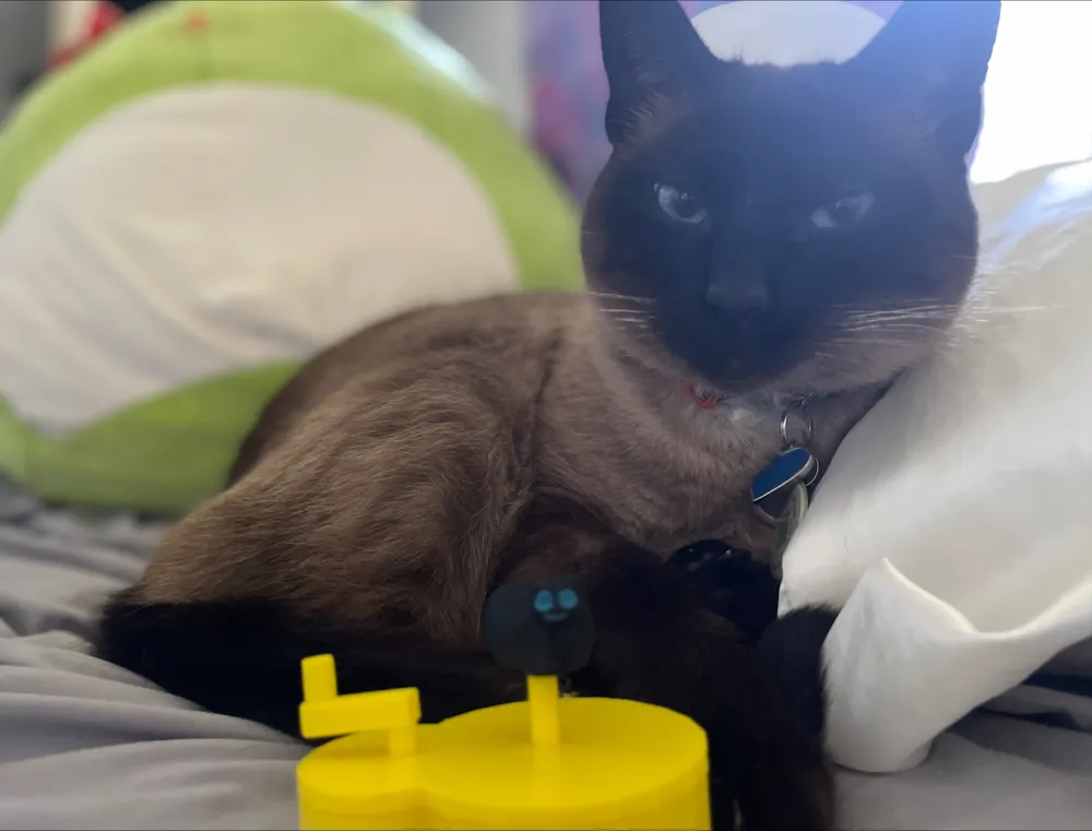 Maxwell the spinning cat (cat approved) by bronsonjr99 MakerWorld ...