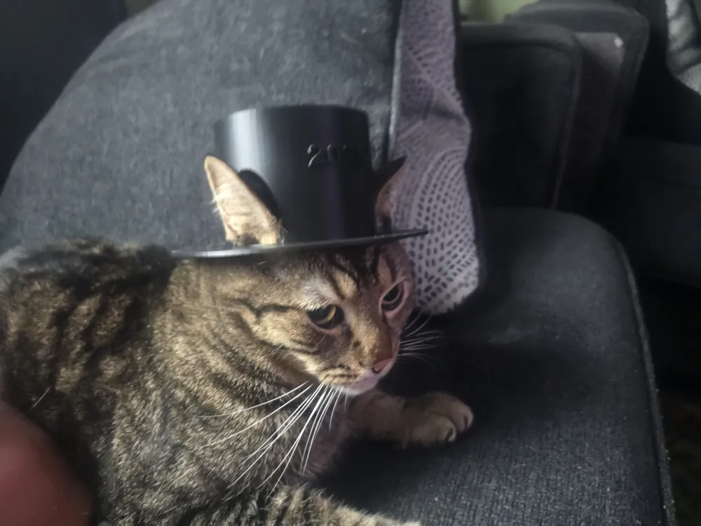 2026 New Years Eve Cat Top Hat - Free 3D Print Model - MakerWorld