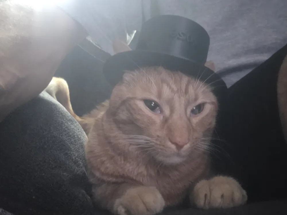 2026 New Years Eve Cat Top Hat - Free 3D Print Model - MakerWorld