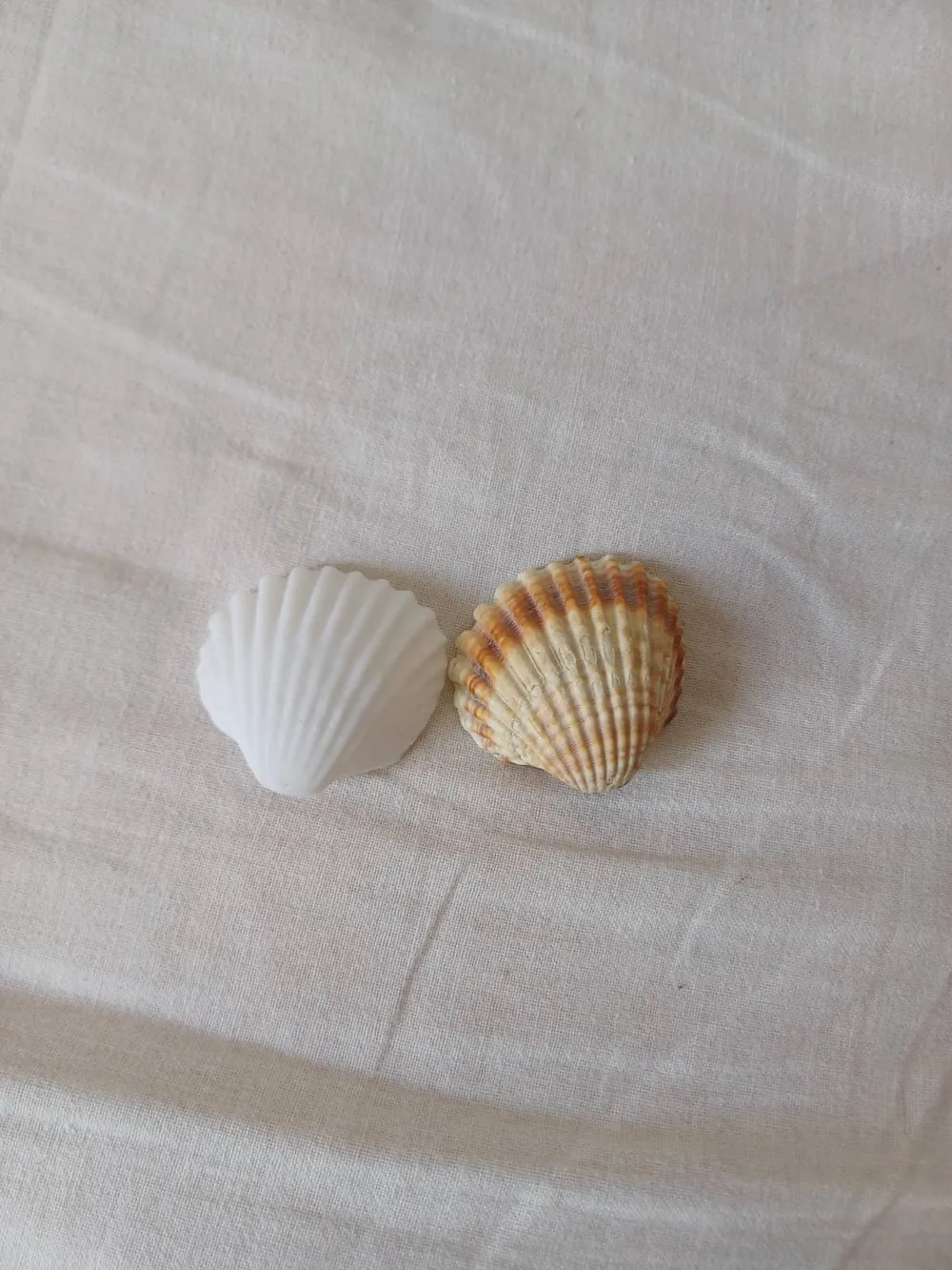 SHELL - Free 3D Print Model - MakerWorld
