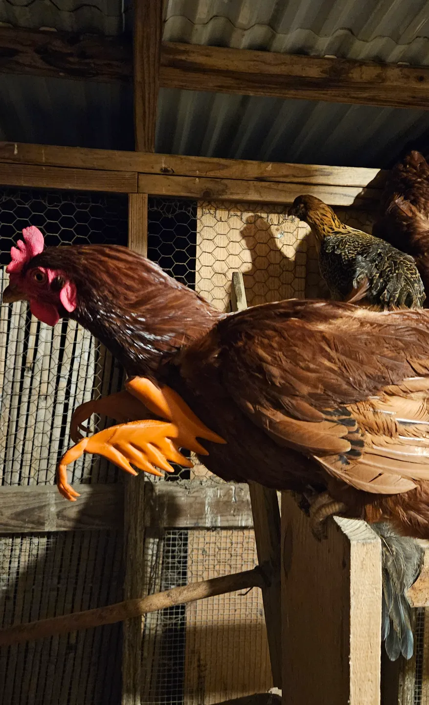 raptor chicken arms by NOBLE 3D MakerWorld: Download Free 3D Models