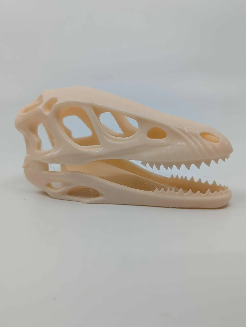 Velocorapter Skull Hide - Free 3D Print Model - MakerWorld