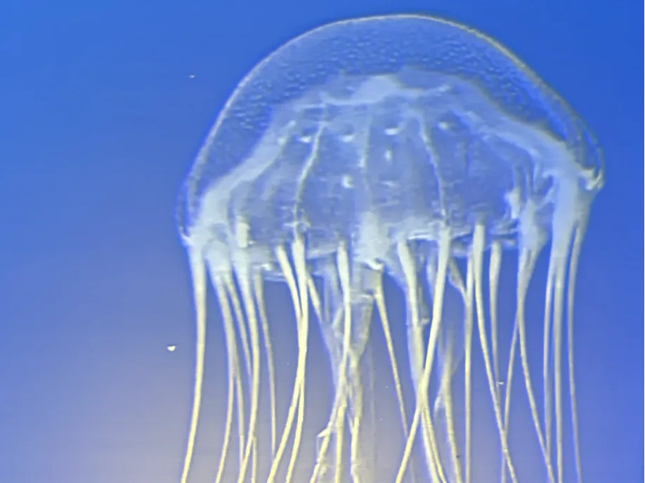 Lithphane JellyFish by PLA-Full Prints MakerWorld: Download Free 3D Models