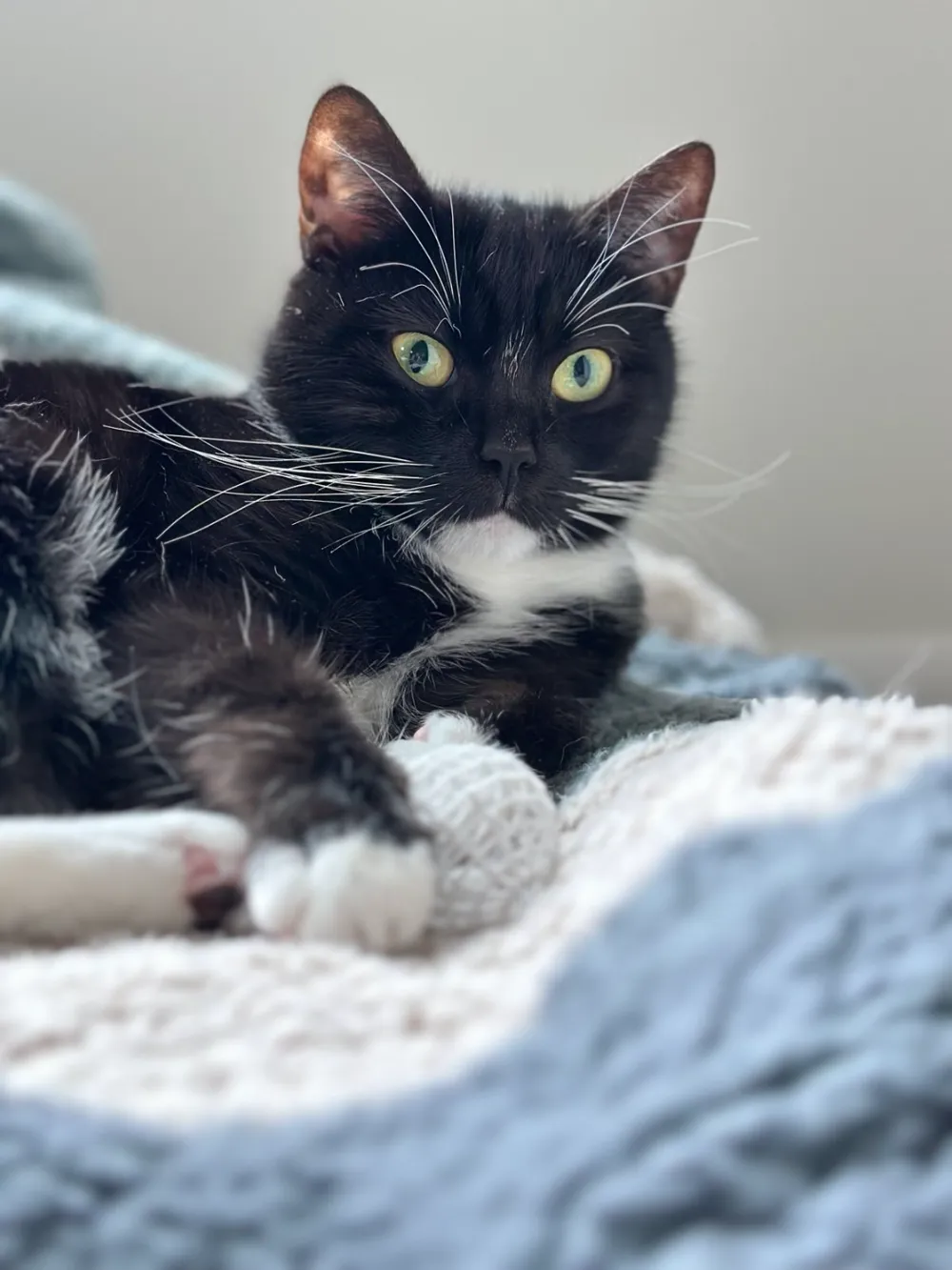 Print-in-place cat toys (supportless) by LRB Design - MakerWorld