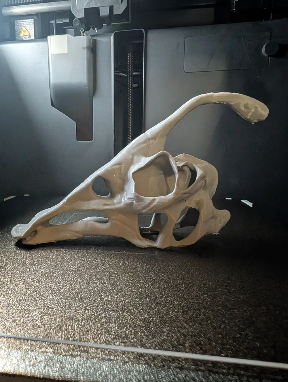 Dinosaur Parasaurolophus Skull by Garsoncreative MakerWorld: Download ...