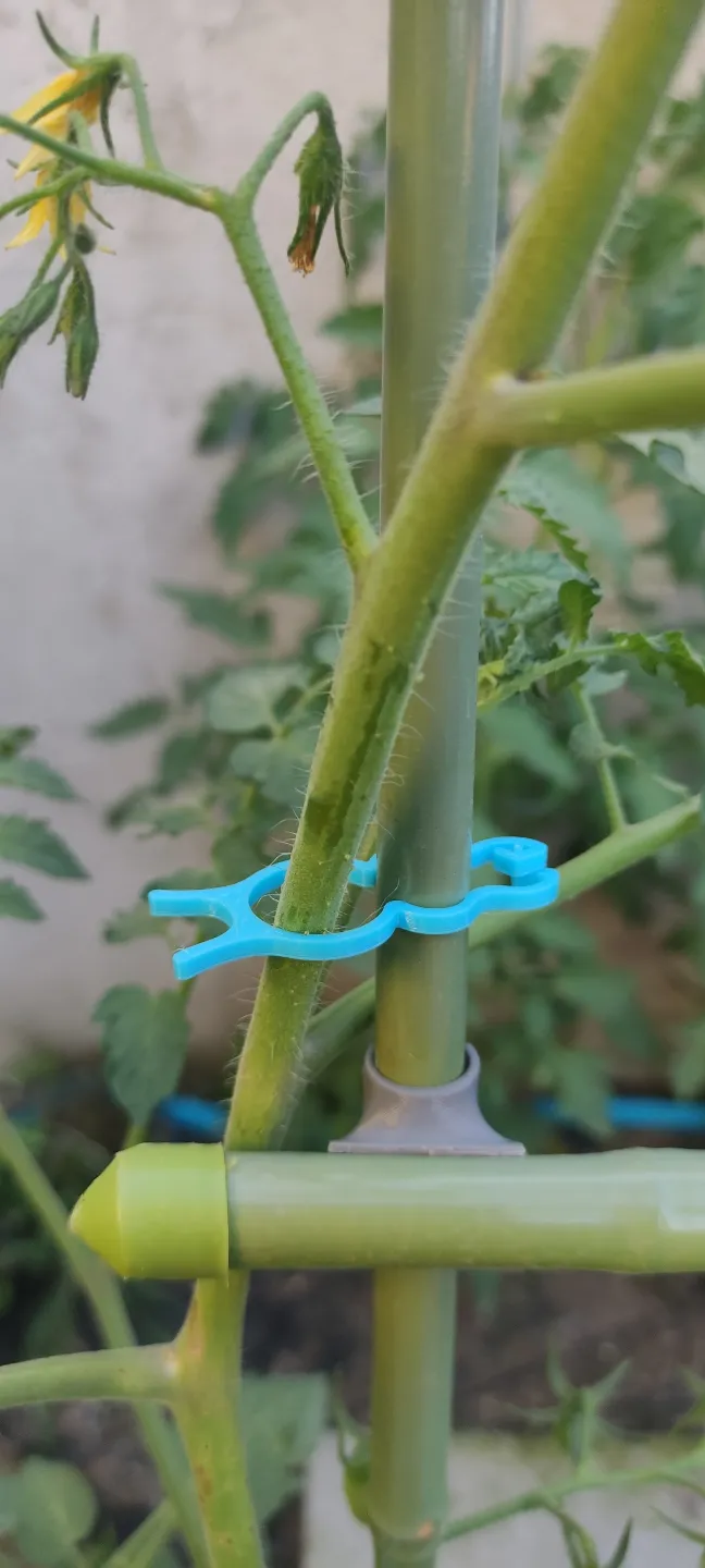Tomatoes Clip by Acsom75 - MakerWorld