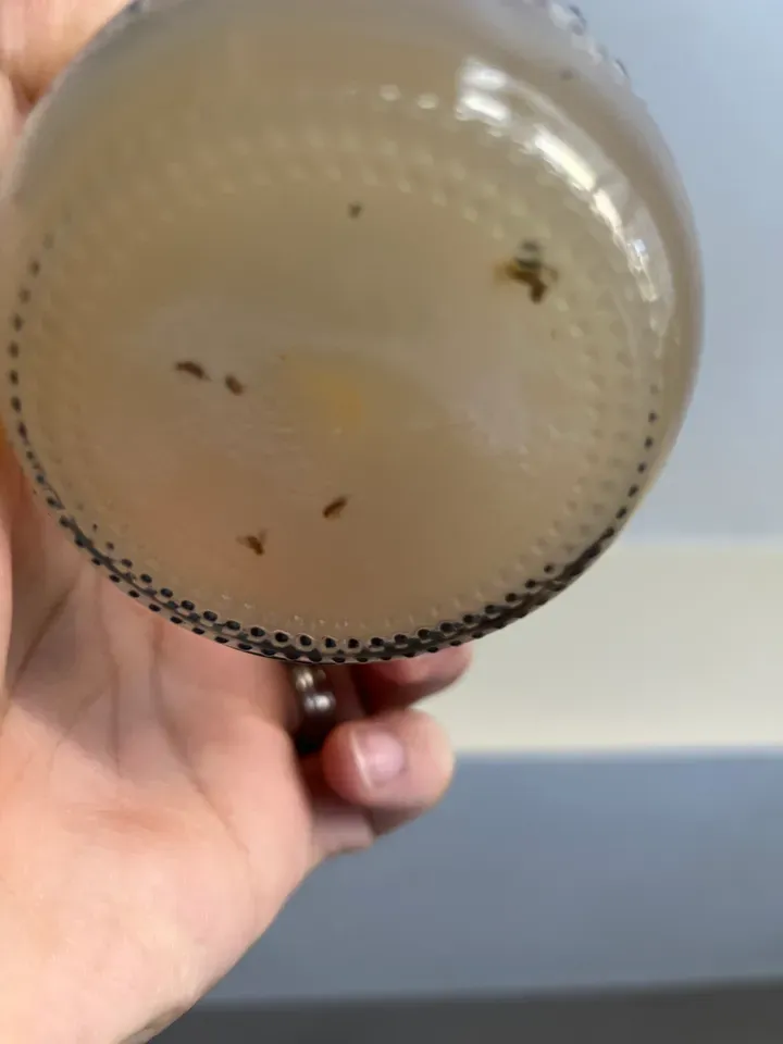 Better Fruit Fly Trap/Funnel by NUKDDD - MakerWorld