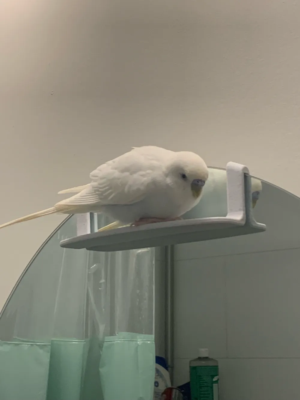 Bathroom Mirror Bird Perch - Free 3D Print Model - MakerWorld