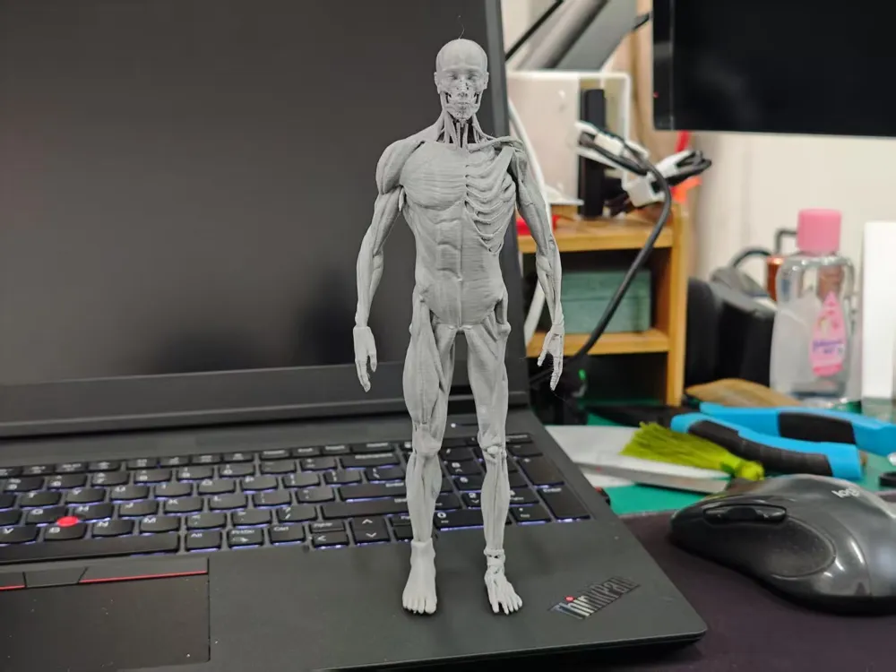 Anatomy Muscle Model 人体肌肉模型 - 免费 3D 打印模型 - MakerWorld