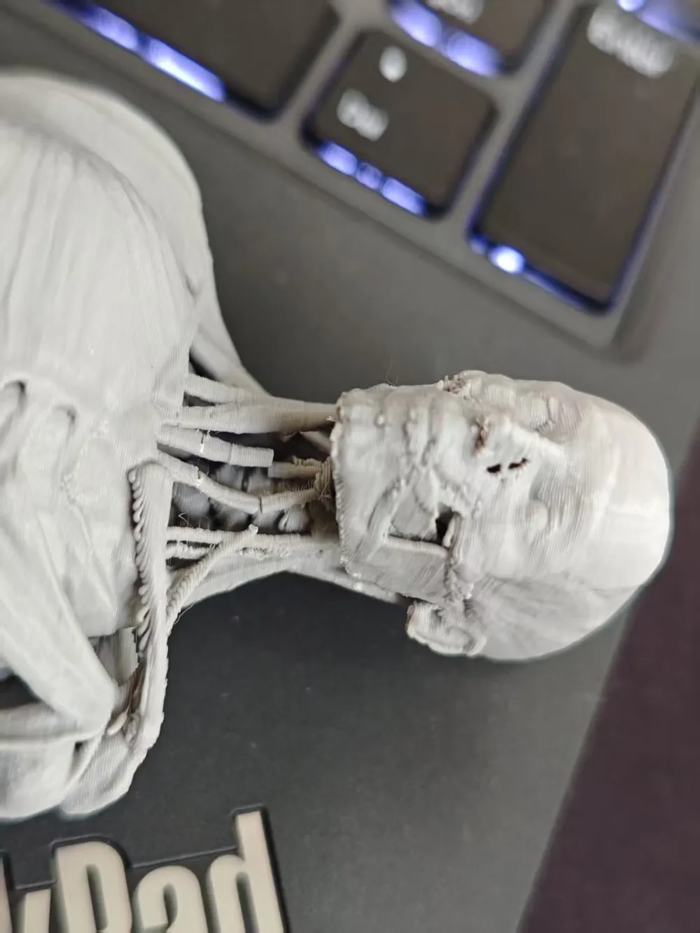 Anatomy Muscle Model 人体肌肉模型 - 免费 3D 打印模型 - MakerWorld