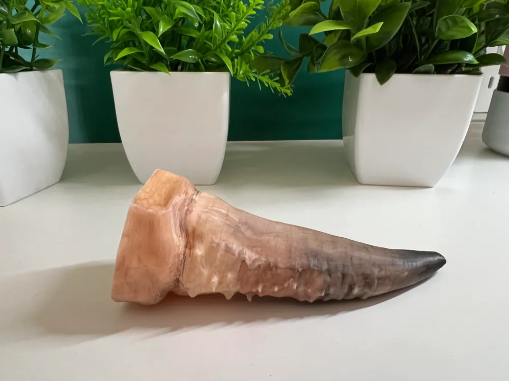 Dyrosaurus Tooth by 3D-Print-World MakerWorld: Download Free 3D Models