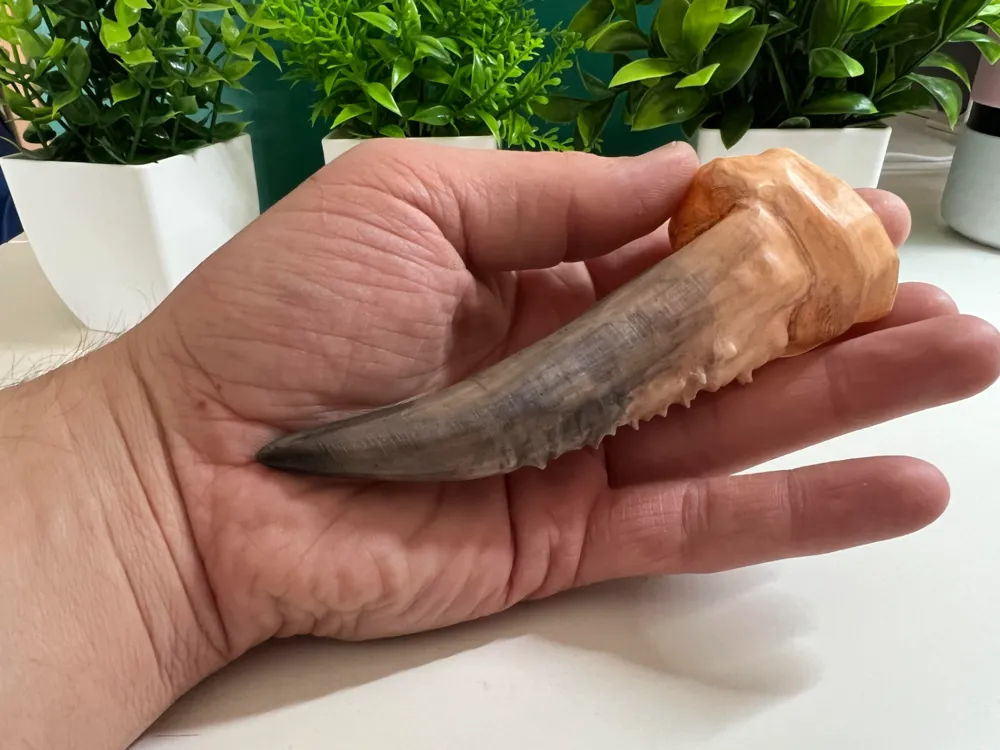 Dyrosaurus Tooth by 3D-Print-World MakerWorld: Download Free 3D Models