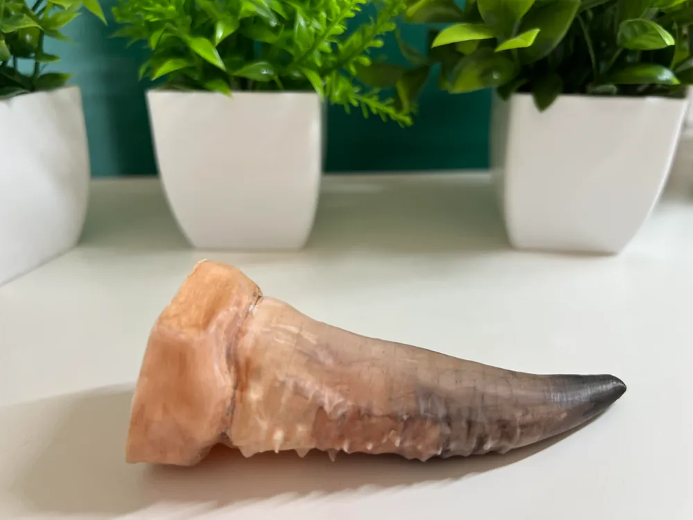 Dyrosaurus Tooth by 3D-Print-World MakerWorld: Download Free 3D Models