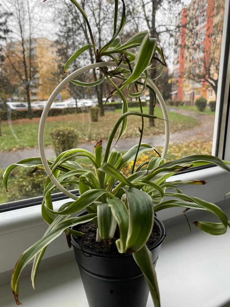 Round plant stand by DiPato MakerWorld: Download Free 3D Models